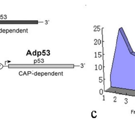 Effect Of P14arf On Cap Dependent Versus Cap Independent Translation Of