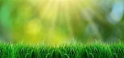 How To Prepare And Replenish Your Soil For Spring Foliar Pak