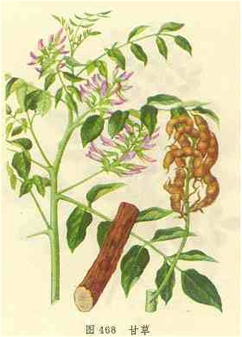 Солодка уральская (Glycyrrhiza uralensis)