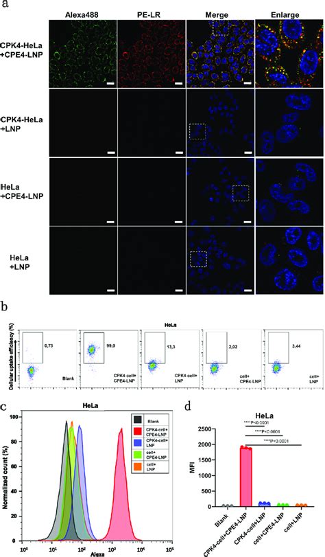 Nucleic Acid Delivery To Hela Cells Using Fusogenic Coiled Coil Lnps