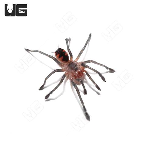 Ecuadorian Golden Flame Tarantula Pamphobeteus Sp South Equador For