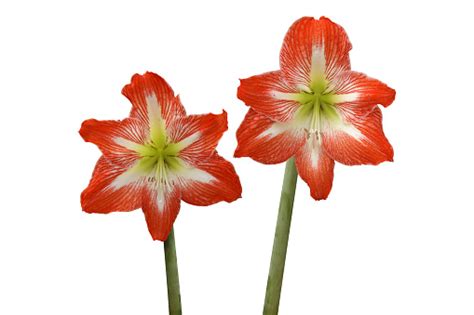 피는 흰색 빨간 Hippeastrum 잘라지는 경로와 흰색 배경에 고립 된 아마릴리스 꽃 0명에 대한 스톡 사진 및 기타 이미지
