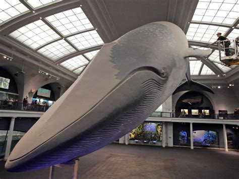 Largest Animal Ever Lived On Earth