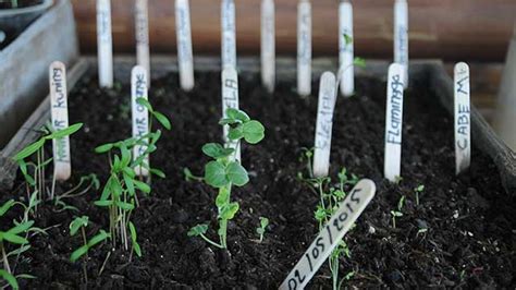 Menyiapkanmemilihdan Menebar Benih Sayuran Inilah Caranya Bibit