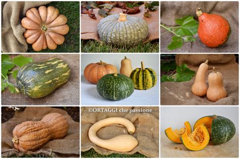Zucca Tipi Commestibili E Usi In Cucina Come Scegliere La Zucca Migliore