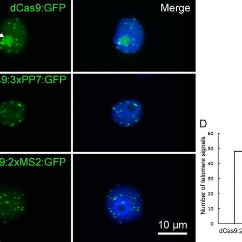 Live Imaging Of Telomeres In N Benthamiana Leaf Cells During