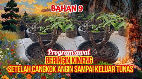 Beringin Kimeng Program Awal Setelah Cangkok Angin Youtube