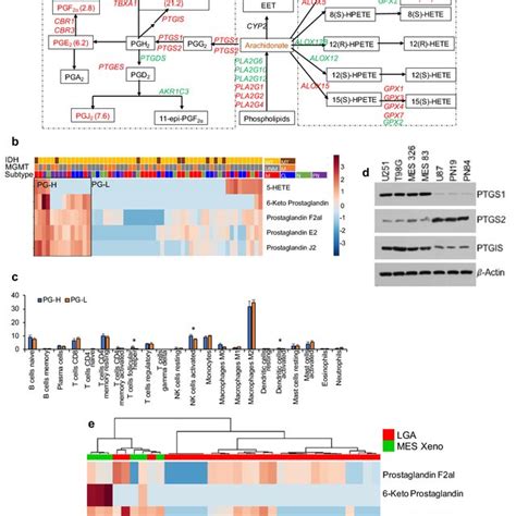 Immuno Metabolic Pathways Are Altered In Gbm When Compared To Lga A