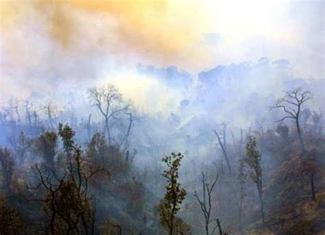 Incendios Consumen Más De 17 Mil Hectáreas En Lo Que Va Del Año
