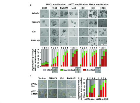 The Combination Effects Of Jq1 And Bmn673 In Sclc Cells A D