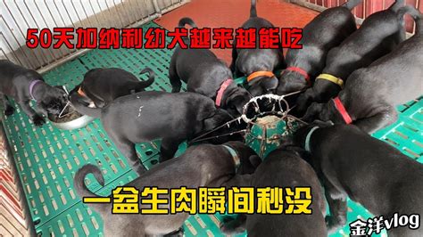 50天的加纳利幼犬越来越能吃，个个像饿狼，一盆生肉瞬间秒没 Youtube
