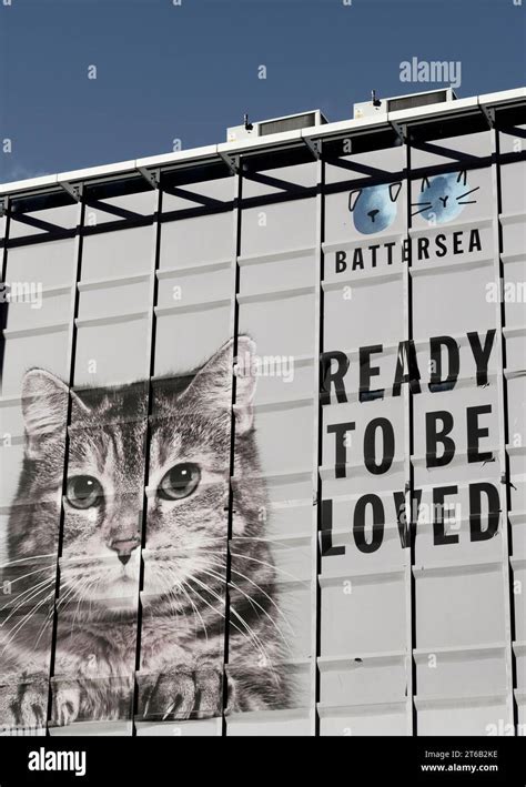 Cat Picture Ready To Be Loved Battersea Dogs And Cats Home Nine Elms
