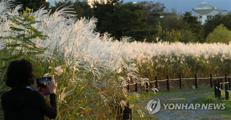 물억새가 전하는 가을 소식 연합뉴스