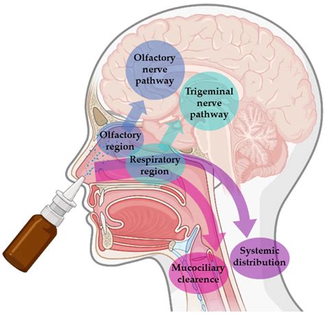 Lipid And Polymeric Nanoparticles For Brain Drug Delivery