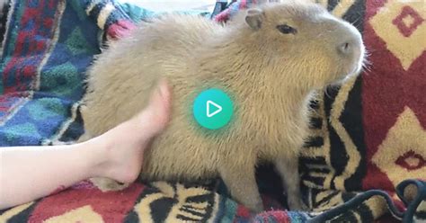 Capybara Foot Rub  On Imgur