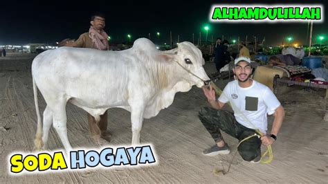 Alhamdulillah Naseeb Ka Soda Ho Gaya 😍🐂 Youtube