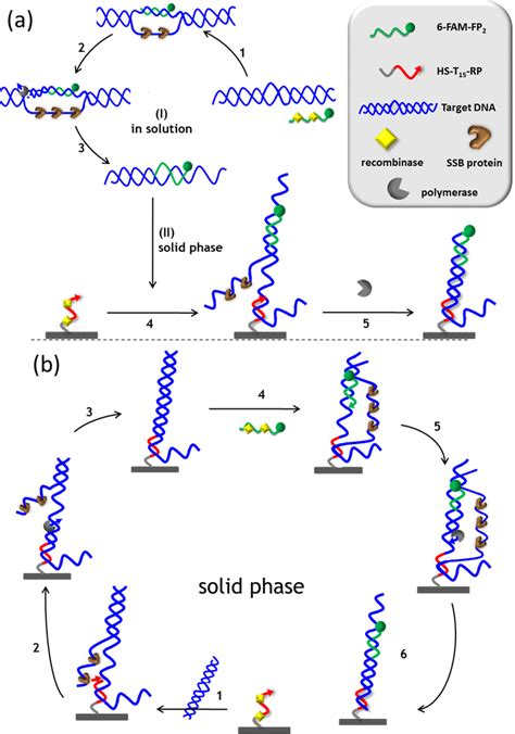 Schematic Reaction Mechanisms For Signal Generation During Solidphase Download Scientific