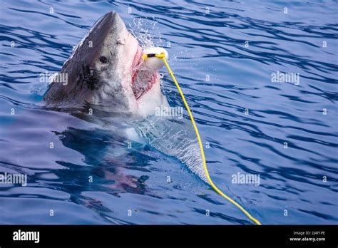 This Great White Shark Carcharodon Carcharias Was Photographed Biting