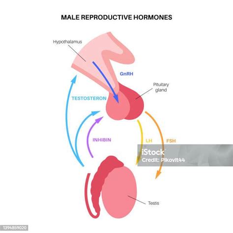 Kelenjar Pituitari Perempuan Lakilaki Ilustrasi Stok Unduh Gambar