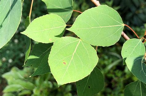 10 Trees With Heart Shaped Leaves