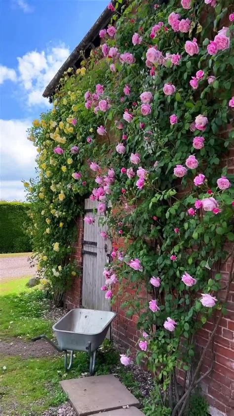 [Видео] «Розы прекрасны 😍 в 2025 г Дизайн розового сада Летние растения Композиции цветников