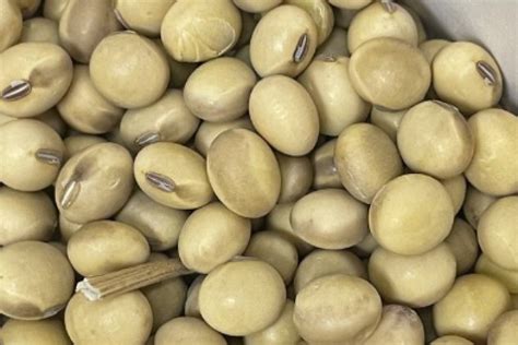 Usda To Address ‘soybeans Of Other Colors Issue Grading Standards Agweb