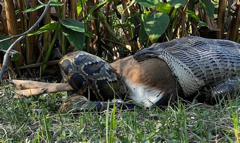 Deer Hunting Pythons In Georgia Soon The Outdoors Trader