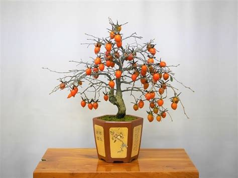 秋の盆栽山野草展 うっTと植物たち