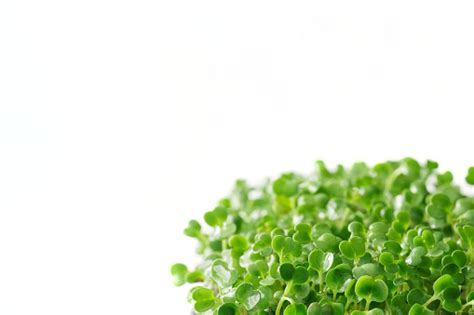 젊은 녹색 Arugula 콩나물은 수분이나 이슬 방울로 덮여 있습니다 식물 씨앗의 발아 수경 법 흰색 배경입니다 공간을