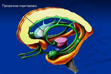 Киста прозрачной перегородки на КТ томография или МРТ при кисте