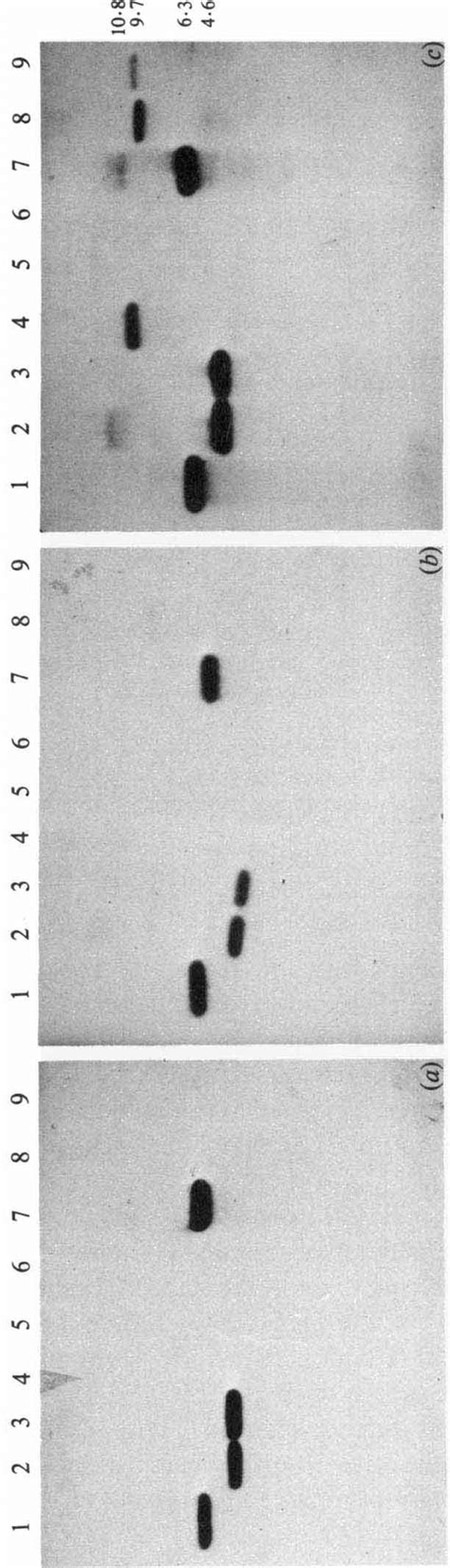 Hybridization Patterns Of Incfi Plasmids To Specific Incompatibility