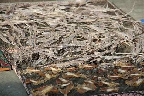 햇볕에 말린 물고기 사진 무료 다운로드 Lovepik
