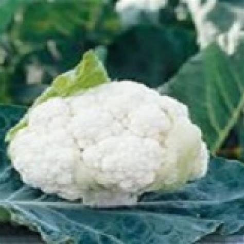 Clarify Variety Cauliflower Syngenta Clarify Variety Cauliflower Syngenta