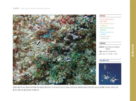 세밀화로 본 독도의 해양생물