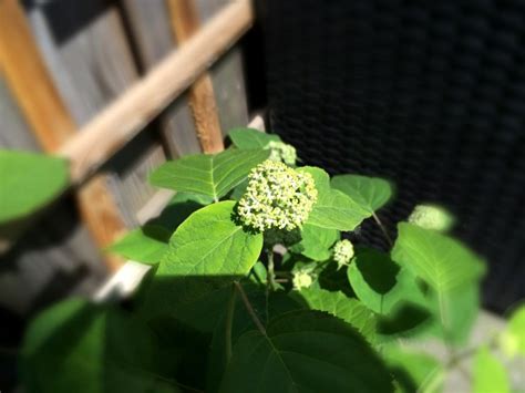Zet De Bloemetjes Buiten Volg Suzanne