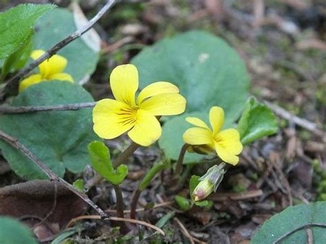 Viola Orbiculata Geyer Ex Holz Violka Fialka Botany Cz