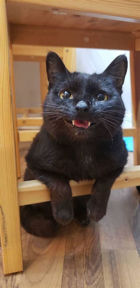 40 Times Cat Owners Got Fascinated By Their ‘teefies Bored Panda