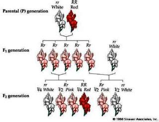 Exceptions To Mendel S Laws Incomplete Dominance And Co Dominance