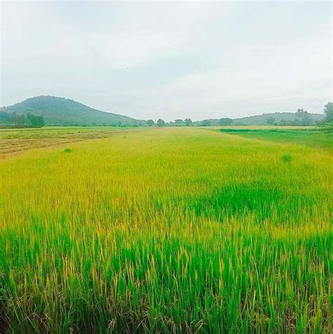 ที่ดิน 1 ไร่ราคาถูก