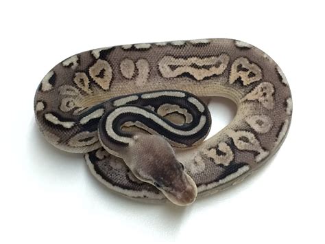 Pewter Ball Python For Sale With Live Arrival Guarantee