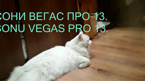 Кот Пушок 3.ВИДЕО - YouTube