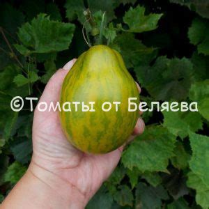 Томаты гномы - ОТЗЫВЫ(29), Описание, фото, Семена, Сорта