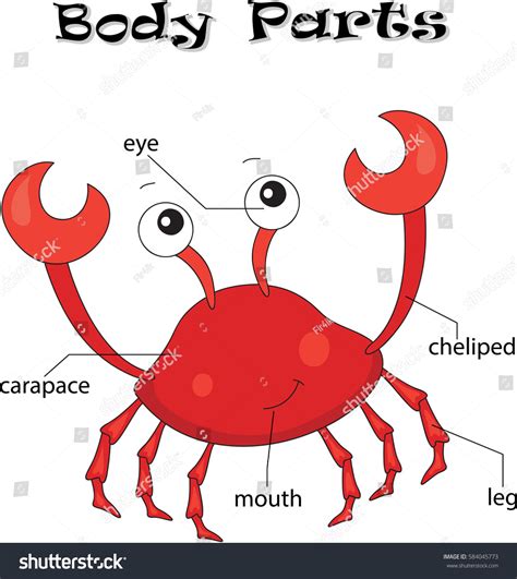 Crab Parts And Functions At Justin Pope Blog