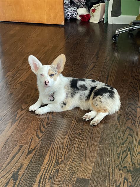 Meet Lizzie Scrolller