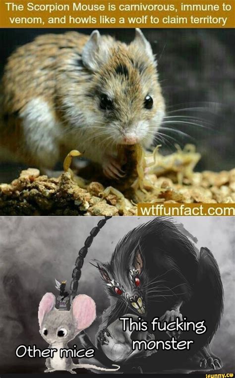 The Scorpion Mouse Is Carnivorous Immune To Venom And Howls Like A