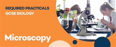 Biology Gcse Level Microscopy Use A Light Microscope To Observe