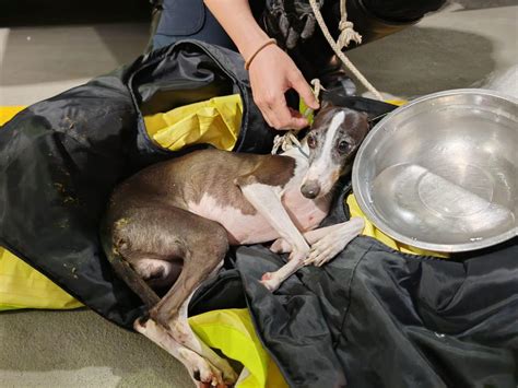香港動物報 Hkap 荃灣路獲救靈堤犬 急尋主人 《動物突發》今午一點，警方新界南交通部執行及管制組人員在巡經新界荃灣路近德士古道時，發現