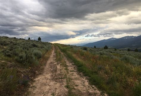 Common Nighthawk Tracking Montana Fwp
