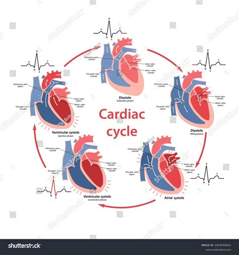 Diagram Phases Cardiac Cycle Their Phases Stock Vector Royalty Free