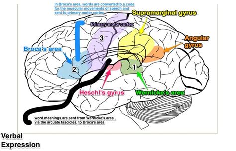 An Image Of The Human Brain With Labels On Its Areas And Their